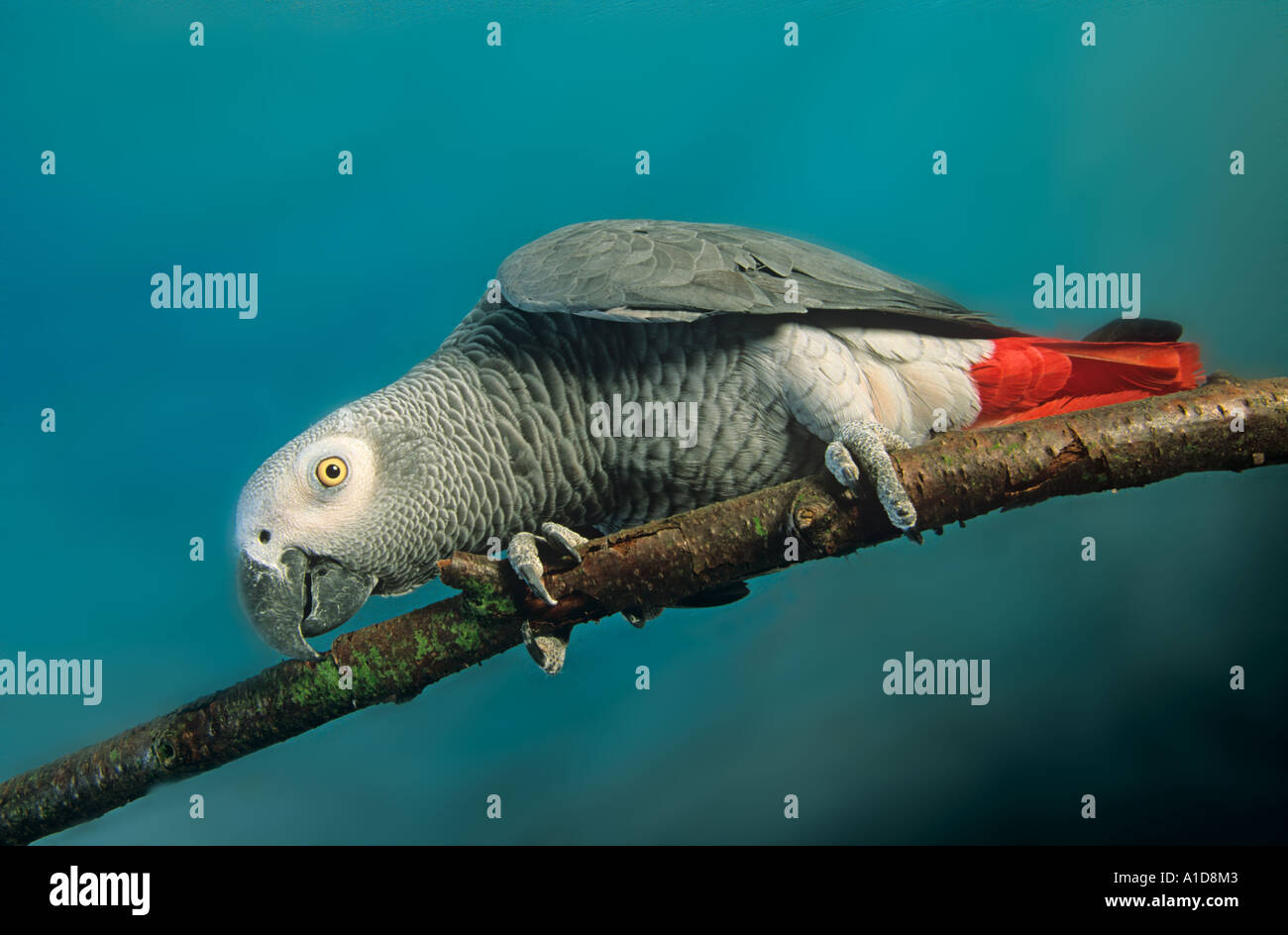 African grey parrot ghana hi-res stock photography and images - Alamy
