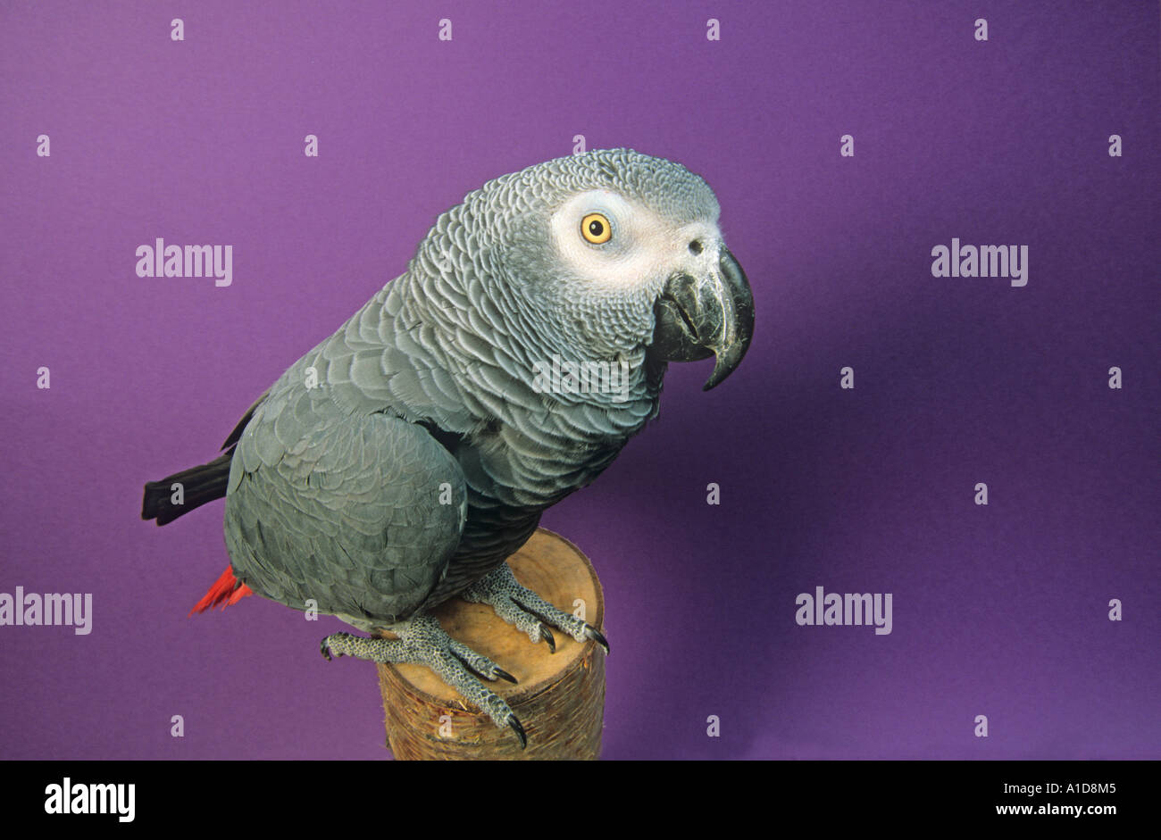 African grey parrot ghana hi-res stock photography and images - Alamy