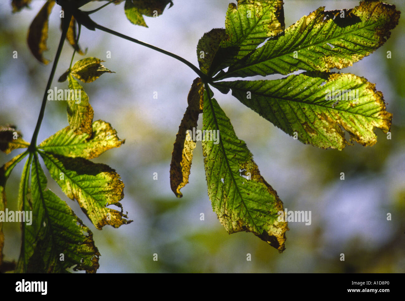 Horse Chestnut Leaves in Autumn Colours backlit in County Kilkenny ...