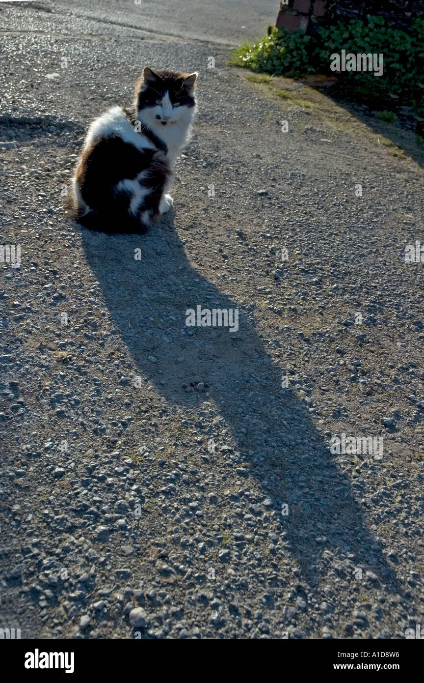 cat with shadow Stock Photo - Alamy