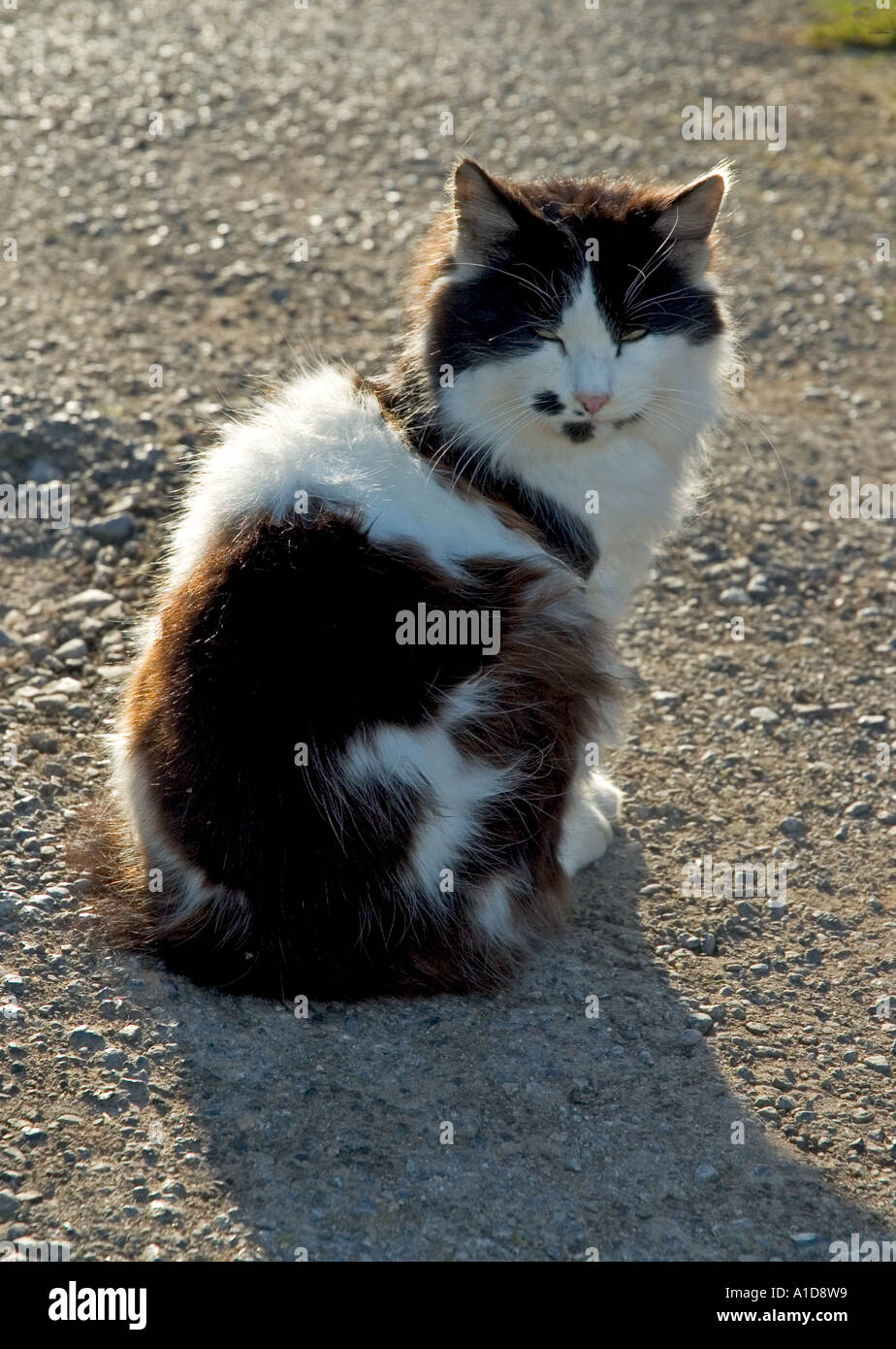 cat with shadow Stock Photo - Alamy