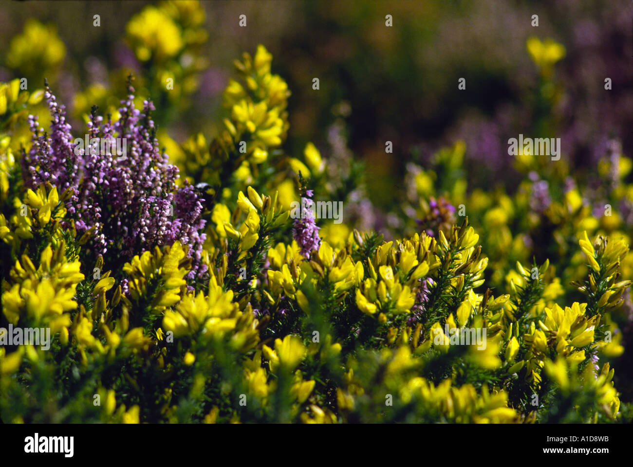 Heather peace hi-res stock photography and images - Alamy