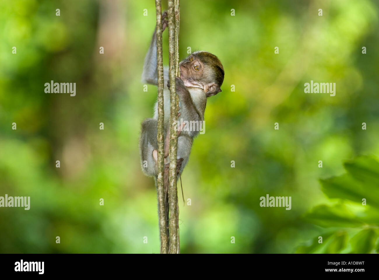 young youngster wild Macaque Barbary Macaca Macaque Monkey monkey ...