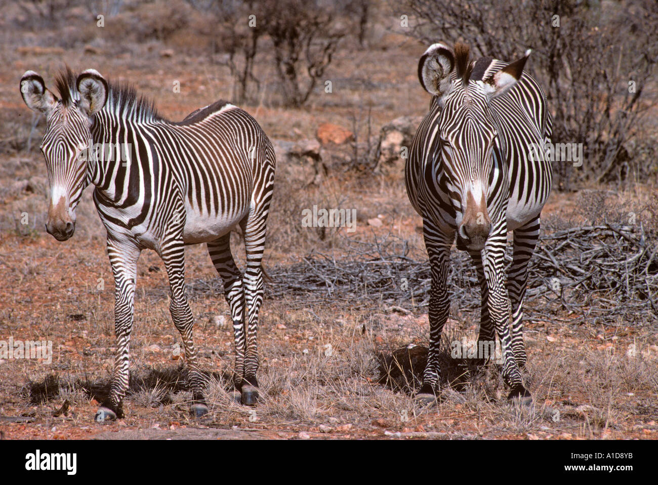 Grevys Zebra Equus grevyi Stock Photo - Alamy