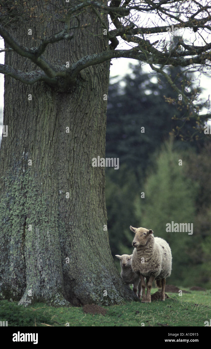Sheep in New Forest UK Stock Photo - Alamy