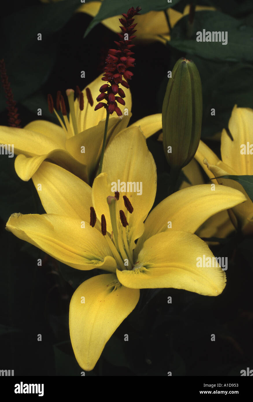 Yellow lily lilium Stock Photo - Alamy