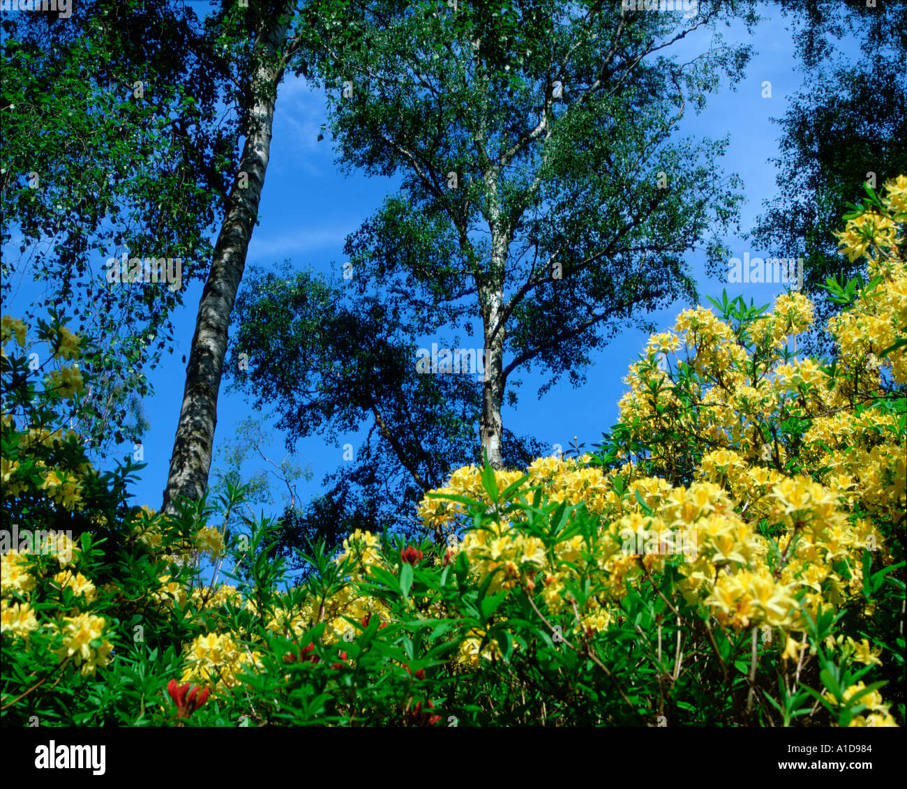Trees in isabella plantation hi-res stock photography and images - Alamy