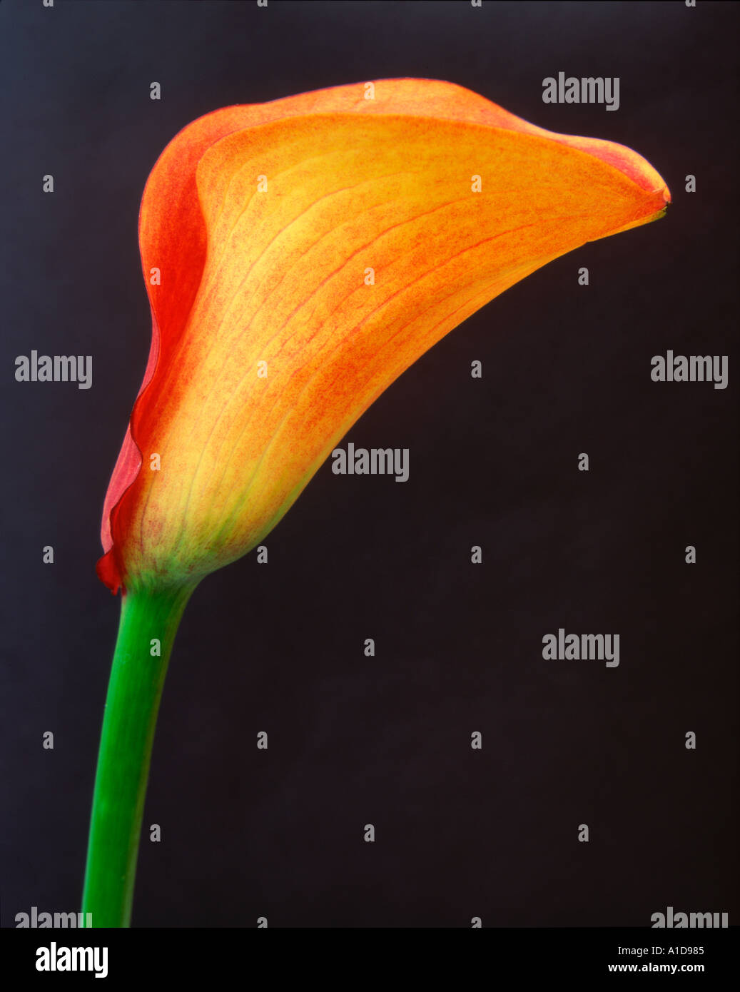 Calla Lily in daylight close up Stock Photo - Alamy