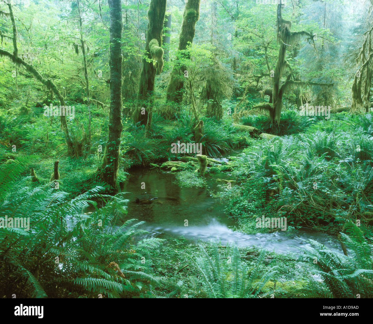 Lush green humid rainforest hi-res stock photography and images - Alamy