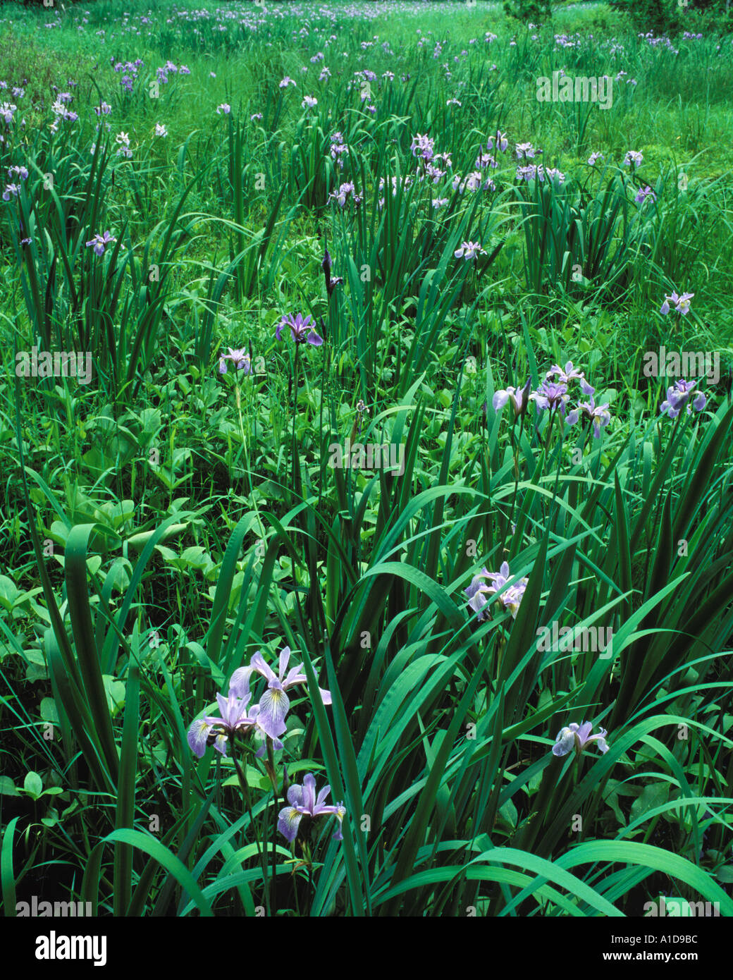 blue flag iris marsh in summer Stock Photo - Alamy