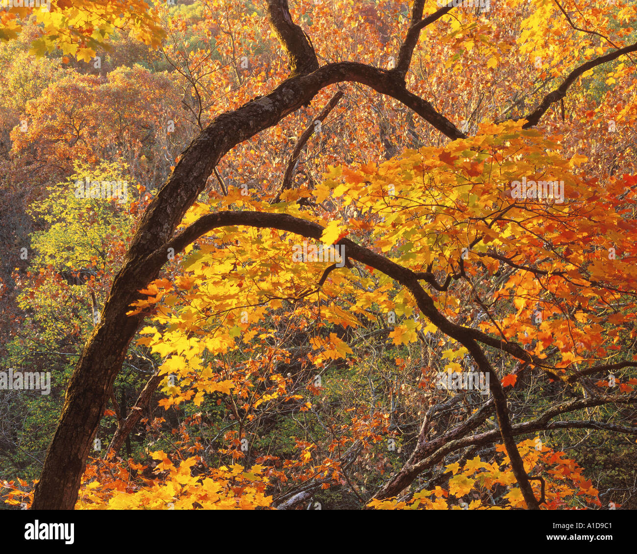 Backlit tree arch hi-res stock photography and images - Alamy