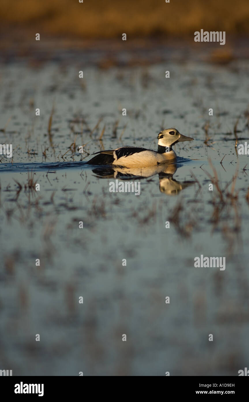 Steller s eider hi-res stock photography and images - Alamy