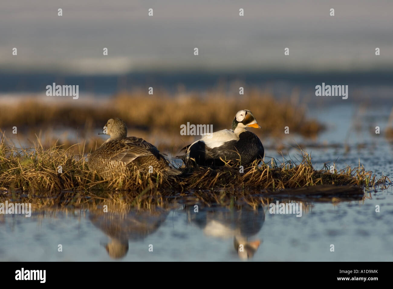 spectacled eider Somateria fischeri pair on a freshwater pond National ...