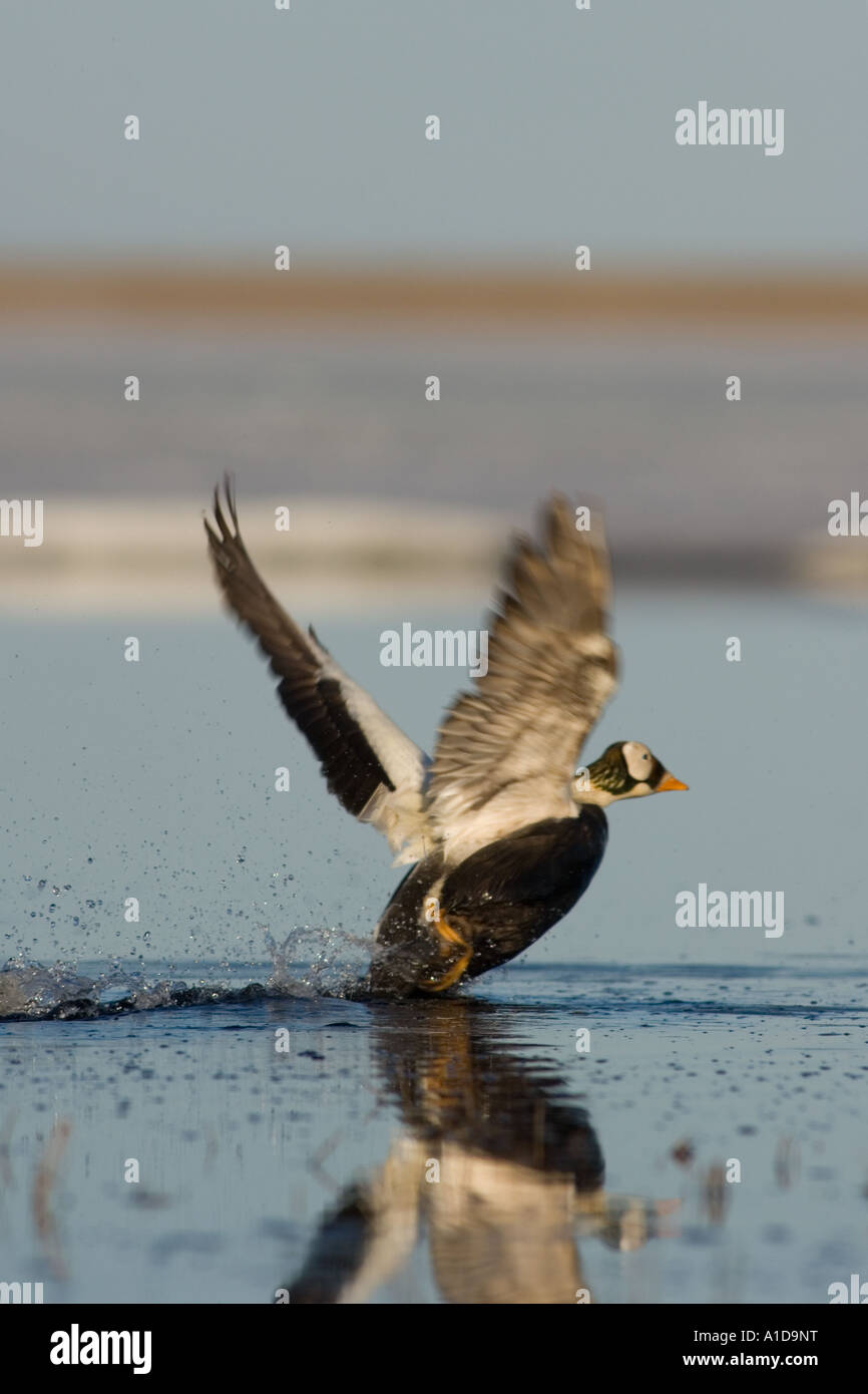 Spectacled eider ducks hi-res stock photography and images - Alamy