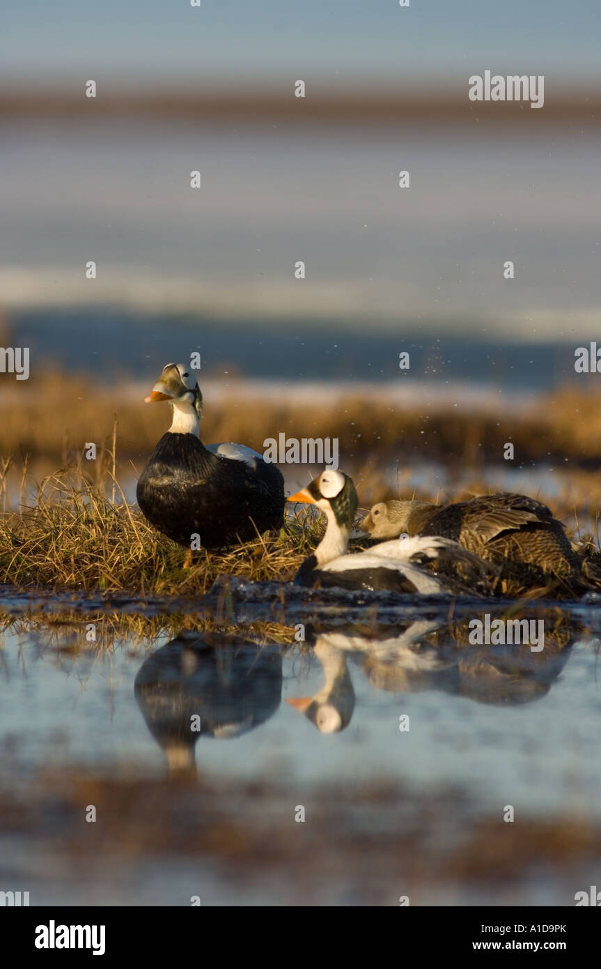 spectacled eider Somateria fischeri two males and a female on a ...
