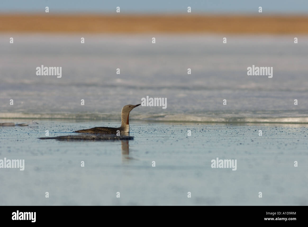 red throated loon Gavia stellata on an icy freshwater lake in the ...