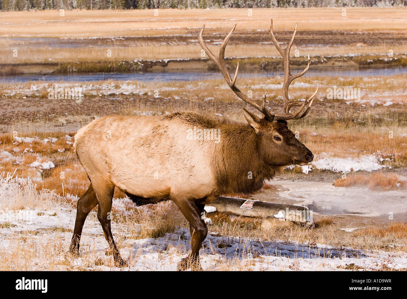Wandering elk hi-res stock photography and images - Alamy