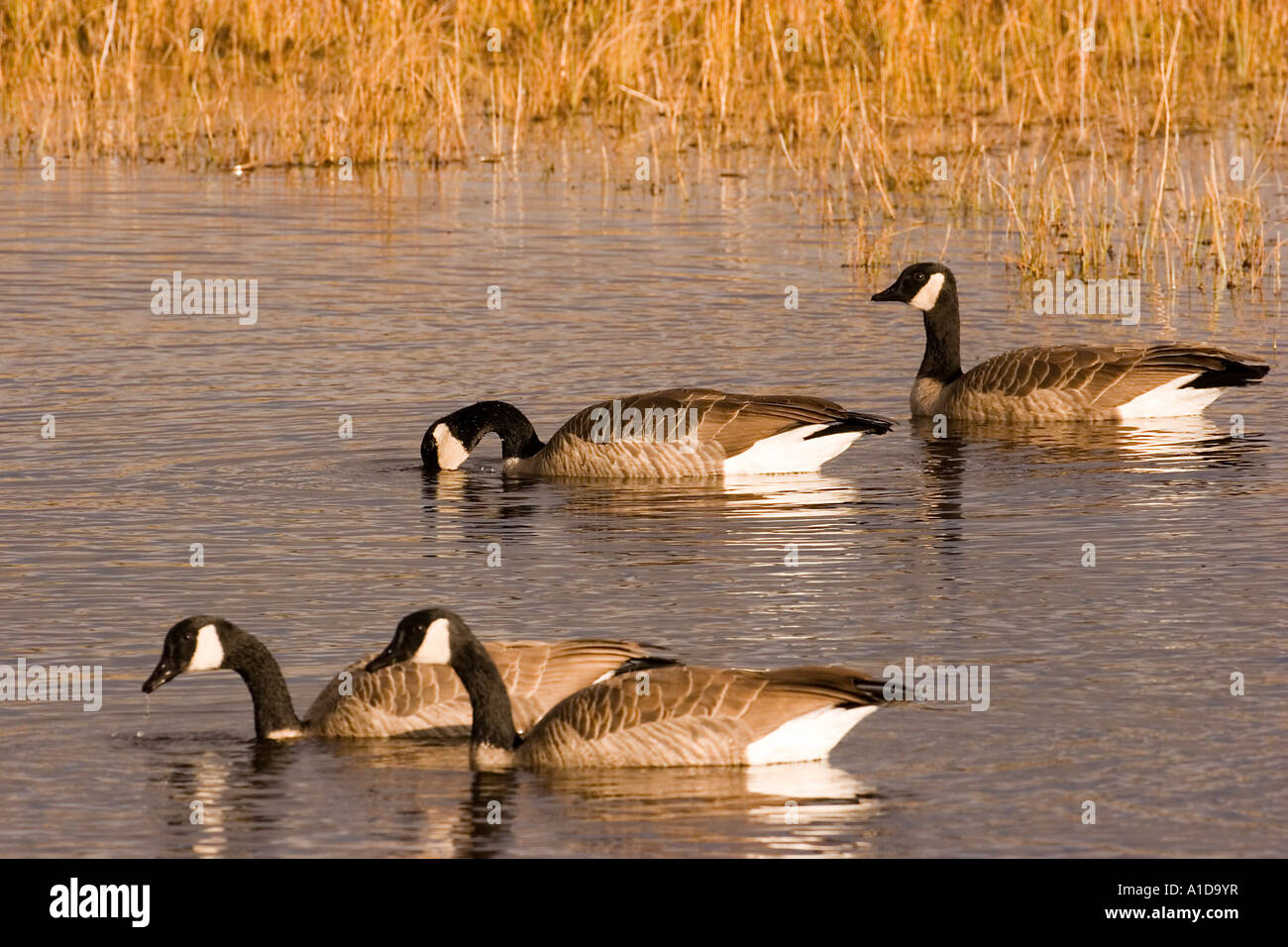 Honkers hi-res stock photography and images - Alamy