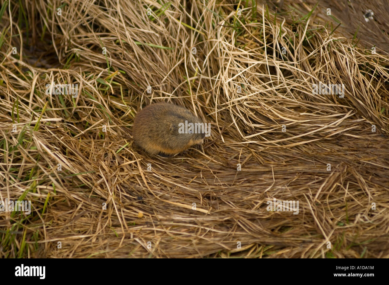 brown lemming Lemmus sibiricus outside the village of Barrow along the ...