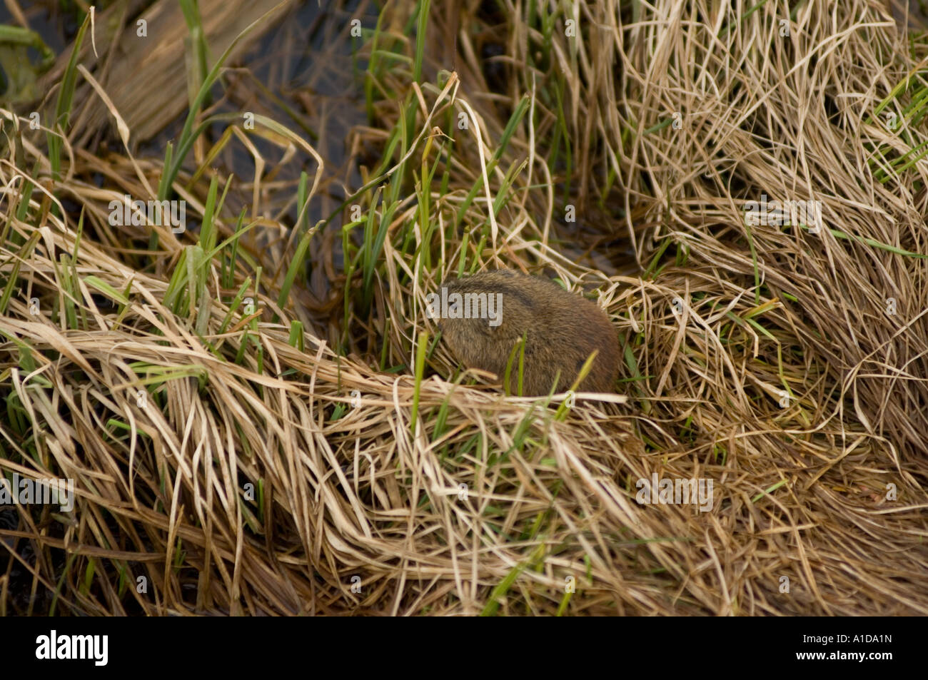 brown lemming Lemmus sibiricus outside the inupiat village of Barrow ...