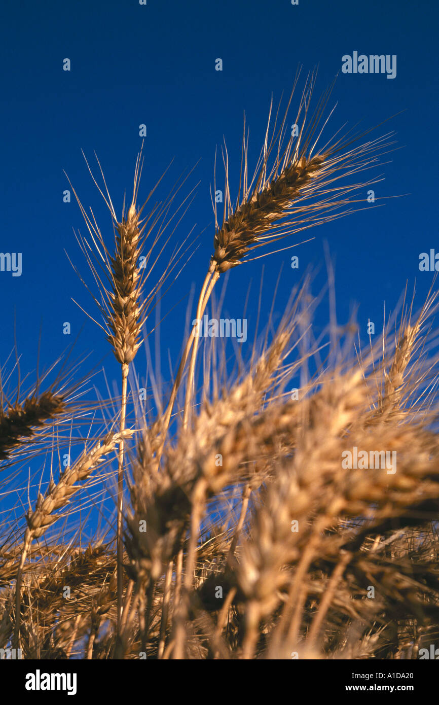 Golden ripe spring wheat with blue sky behind Palouse Valley Eastern ...