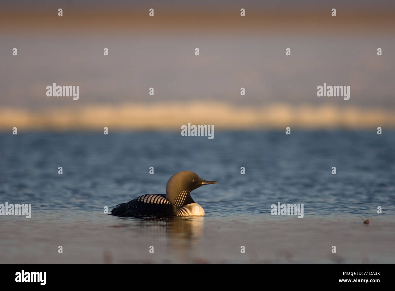 pacific loon Gavia pacifica on a freshwater lake in the National ...
