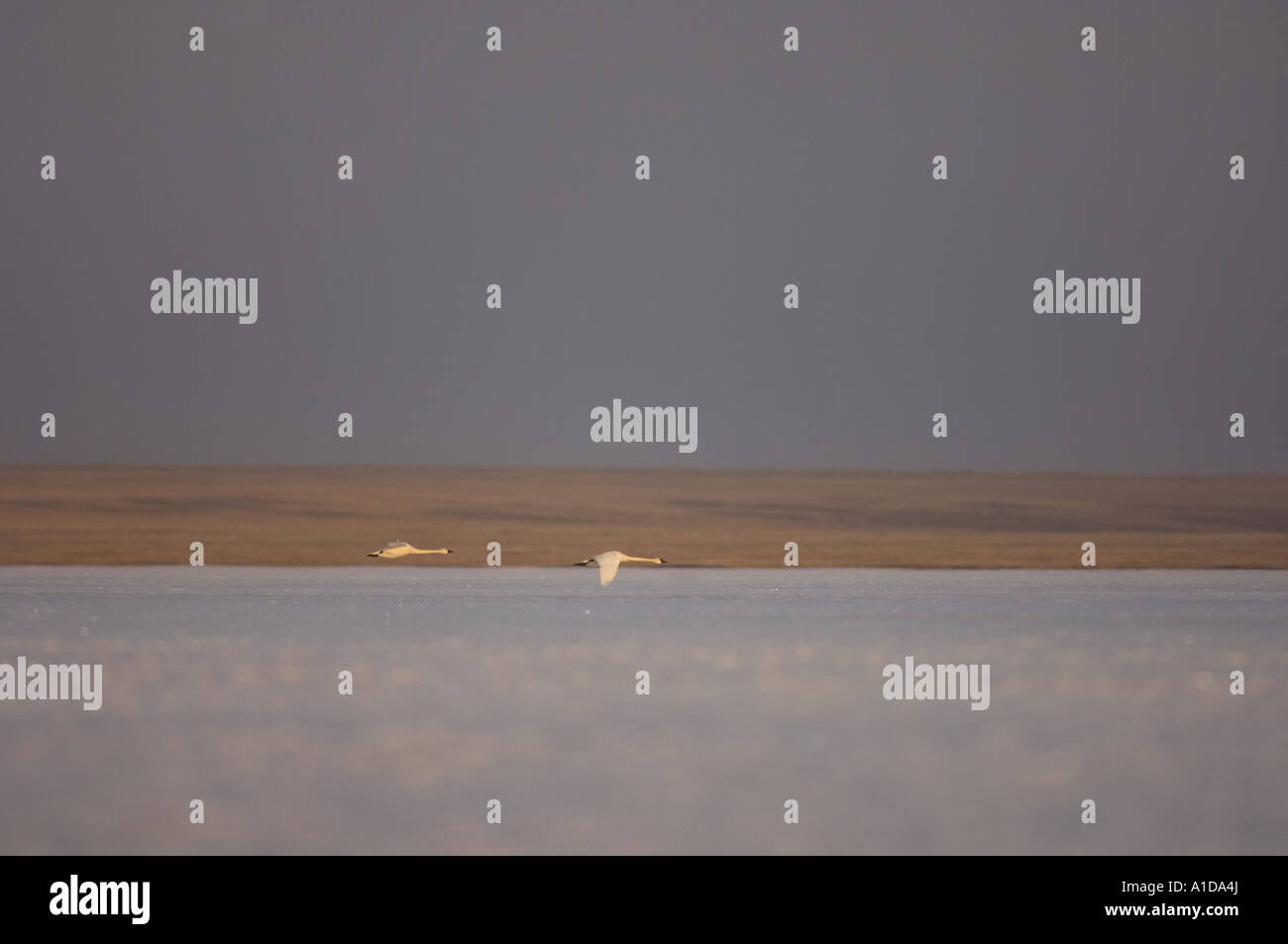 tundra swan Cygnus columbianus flying over an icy freshwater lake in ...