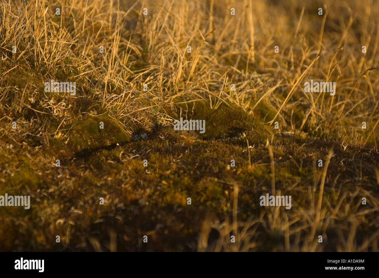 brown lemming Lemmus sibiricus outside the village of Point Barrow ...