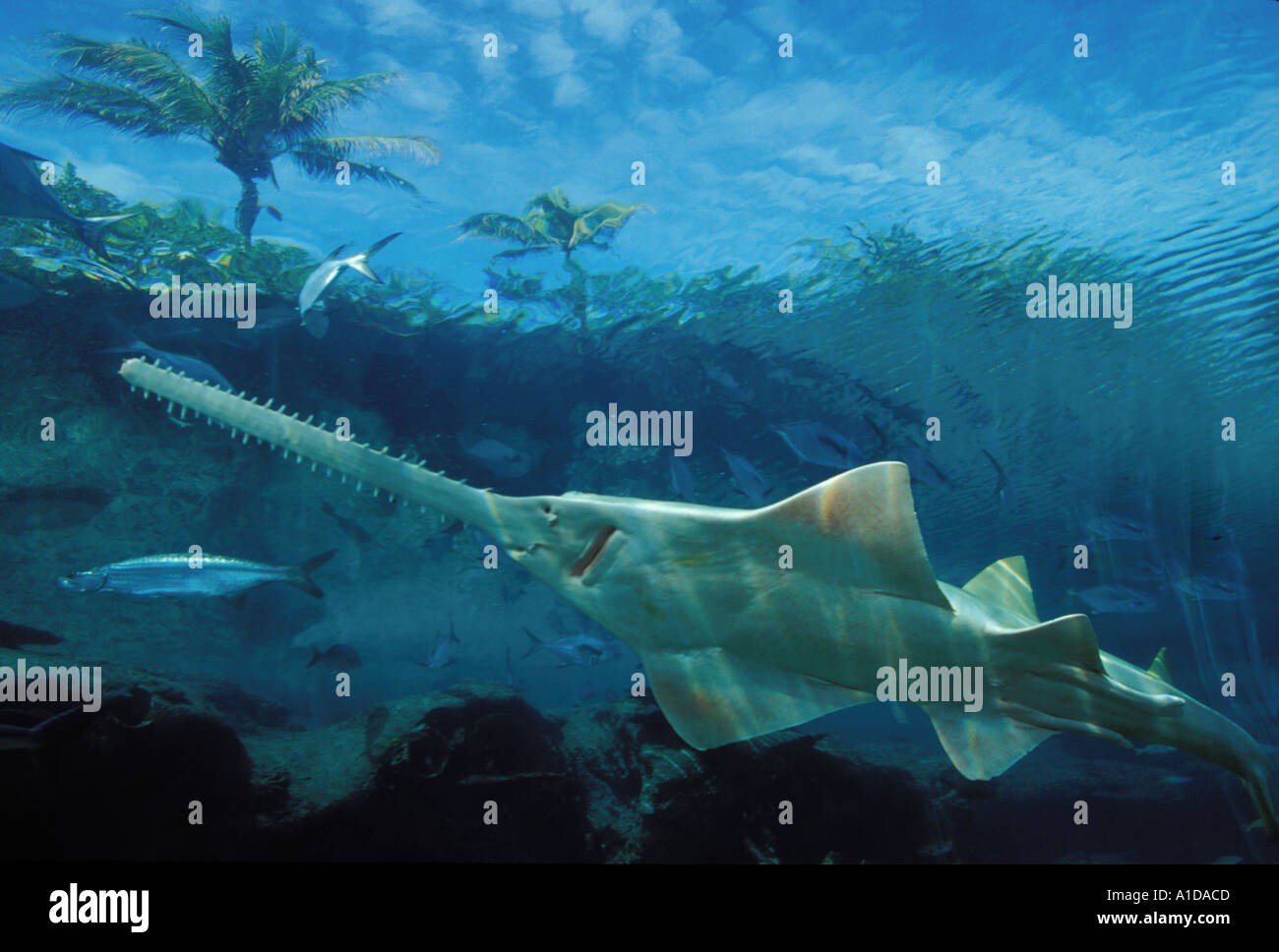 Sawfish swimming in ocean Stock Photo - Alamy