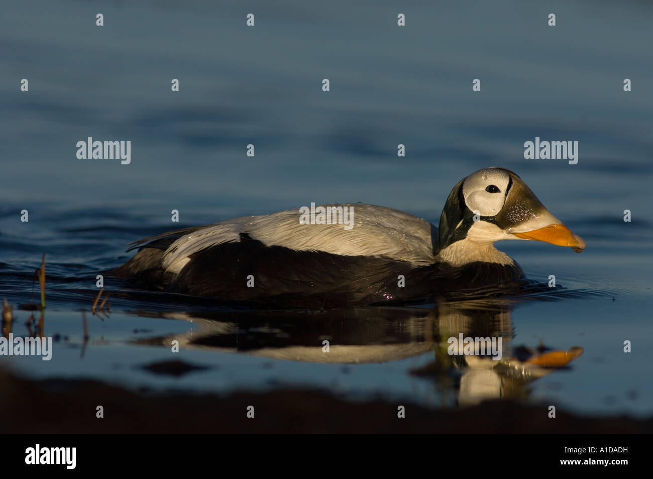 Spectacled eider somateria fischeri male hi-res stock photography and ...