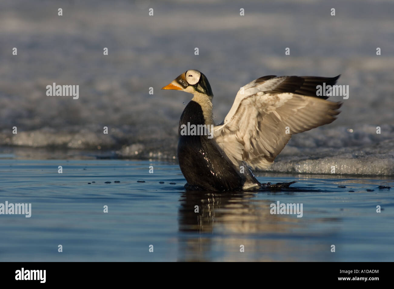 spectacled eider Somateria fischeri male stretching its wings National ...