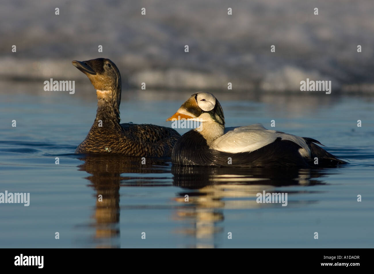 spectacled eider Somateria fischeri pair on a freshwater lake National ...