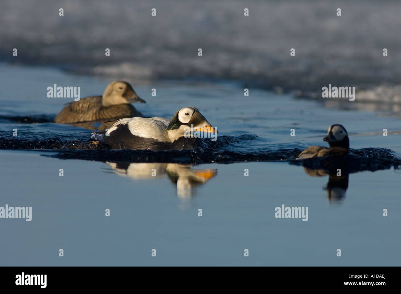 Threatened spectacled eiders hi-res stock photography and images - Alamy