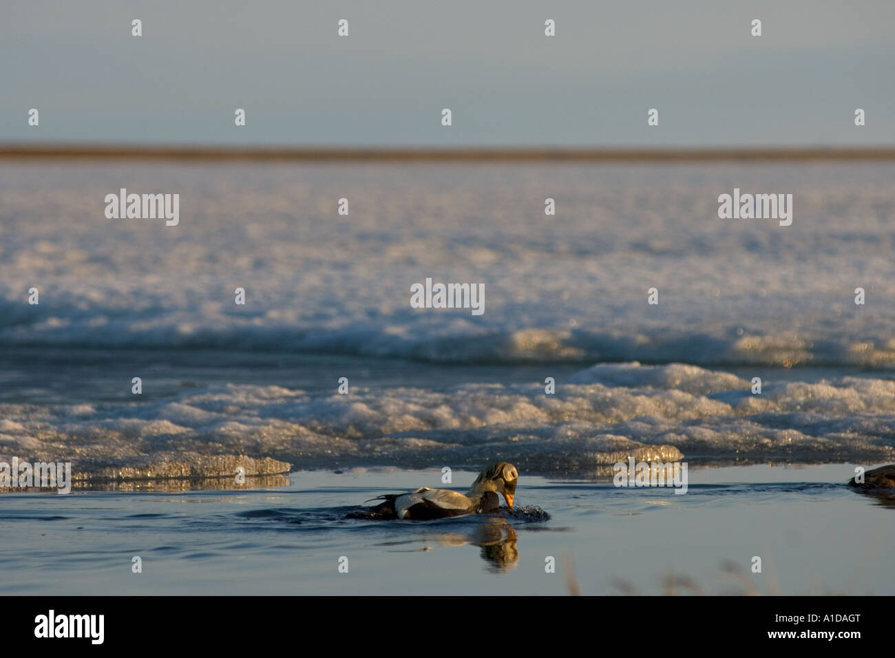 spectacled eider Somateria fischeri male on an icy freshwater lake off ...
