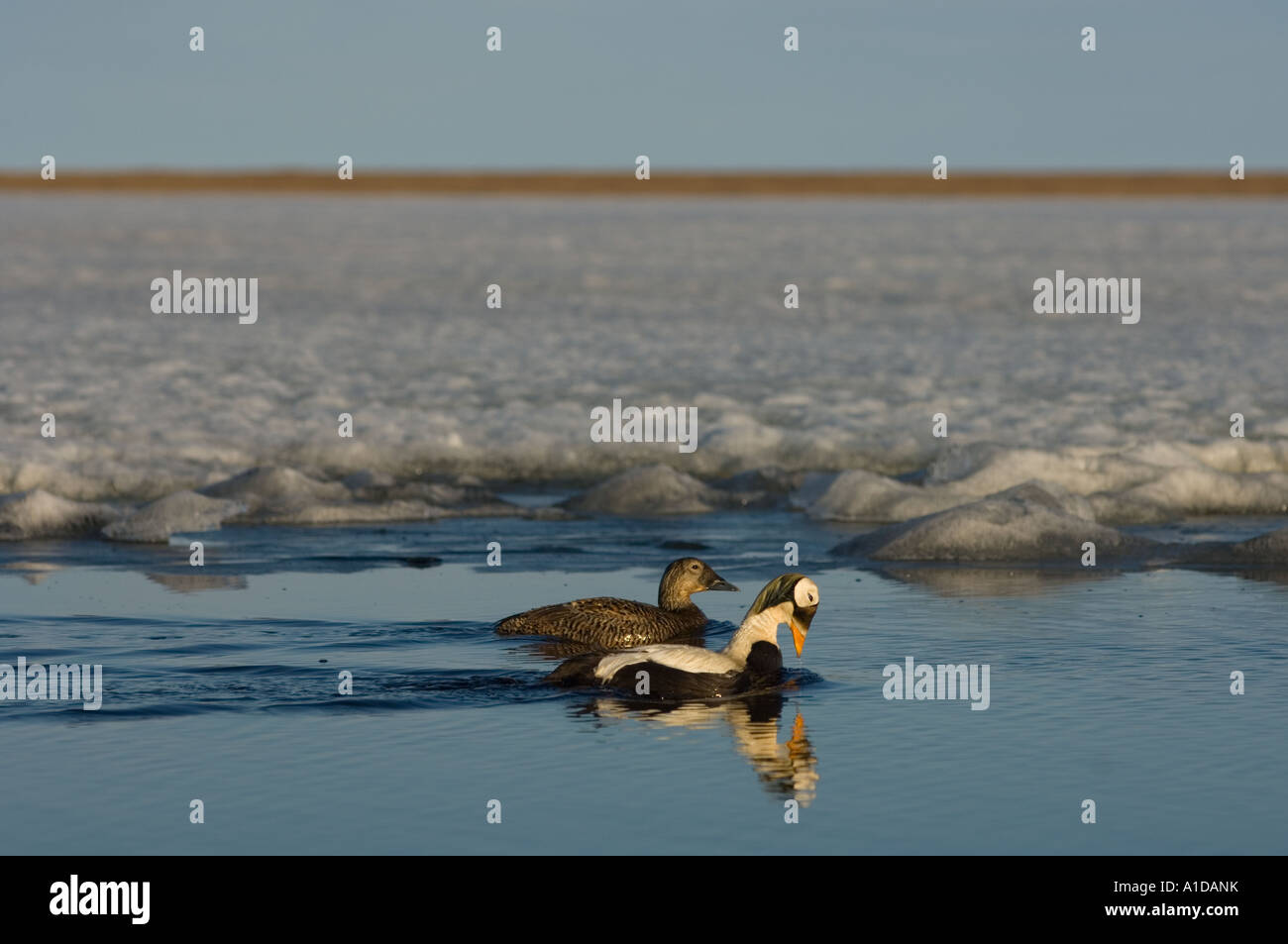 spectacled eider Somateria fischeri pair on a partially frozen ...