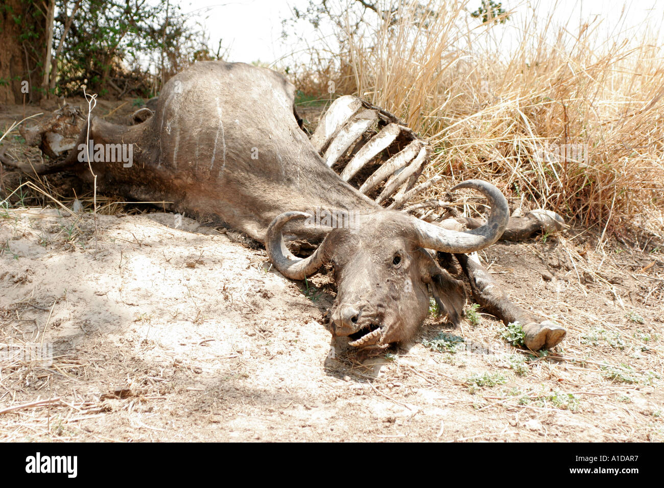 Dead water buffalo hi-res stock photography and images - Alamy