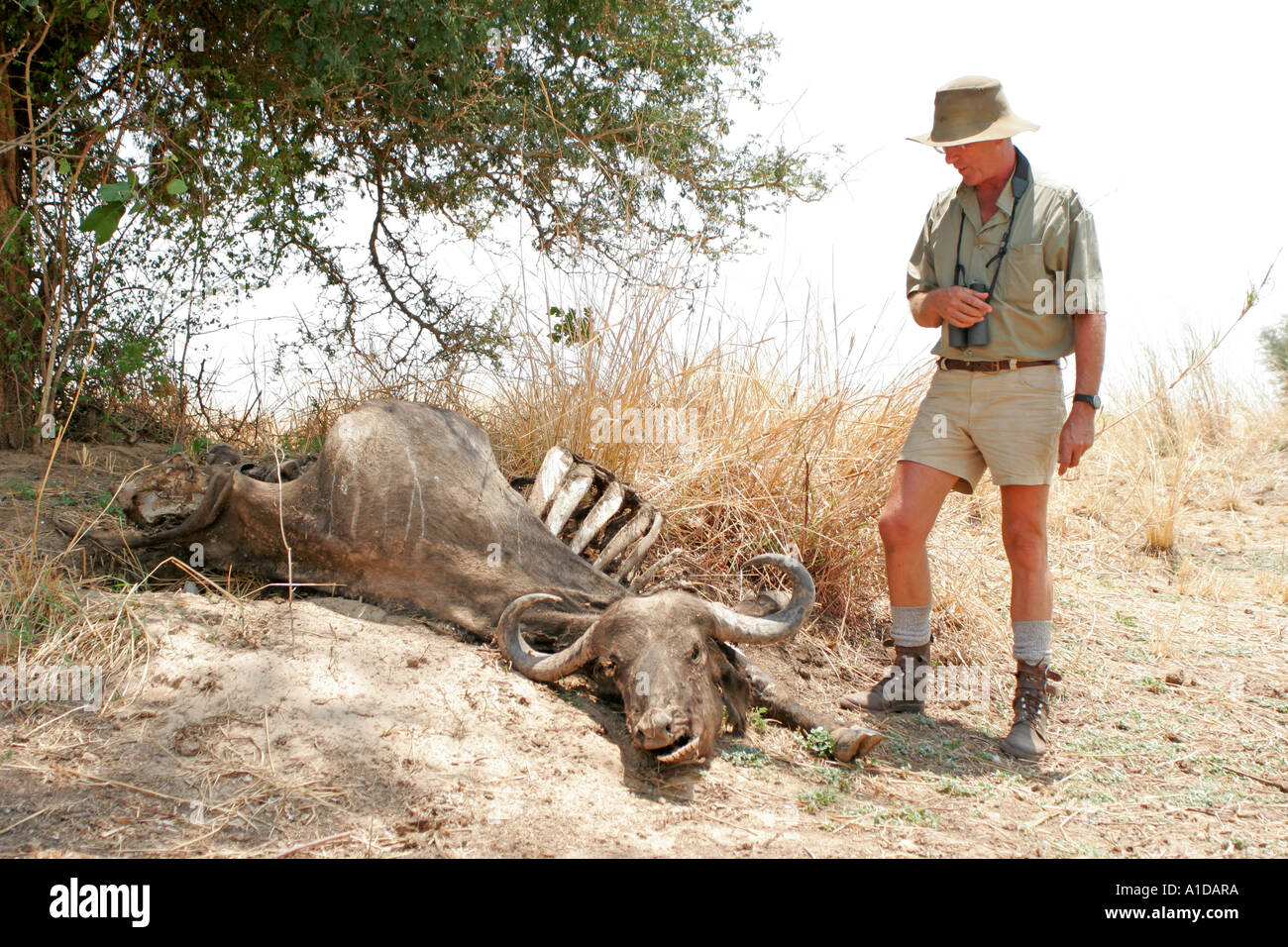 Reknowned guide Robin Pope with a dead water buffalo in the Luangwa ...
