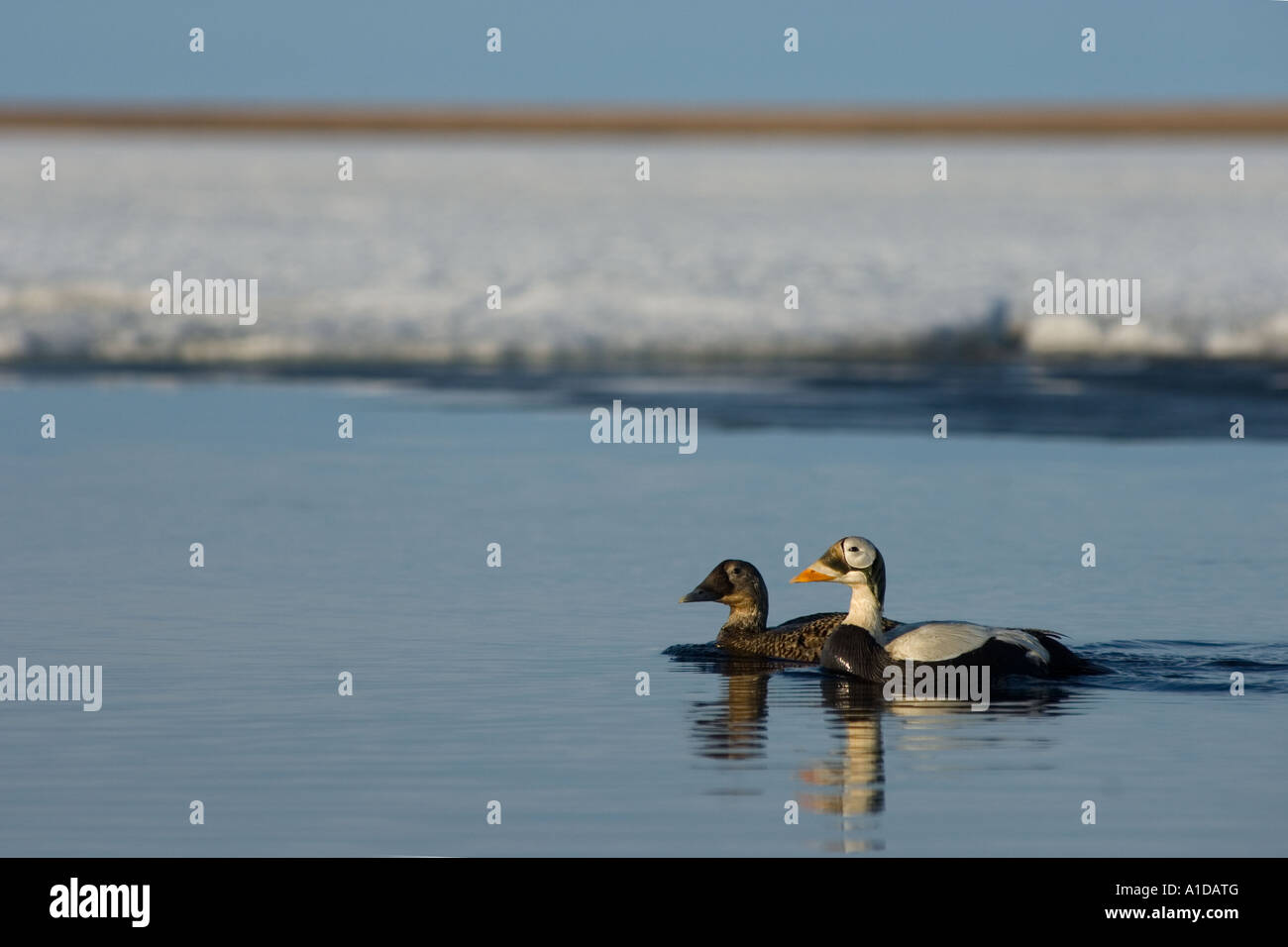 spectacled eider Somateria fischeri pair on a freshwater lake National ...