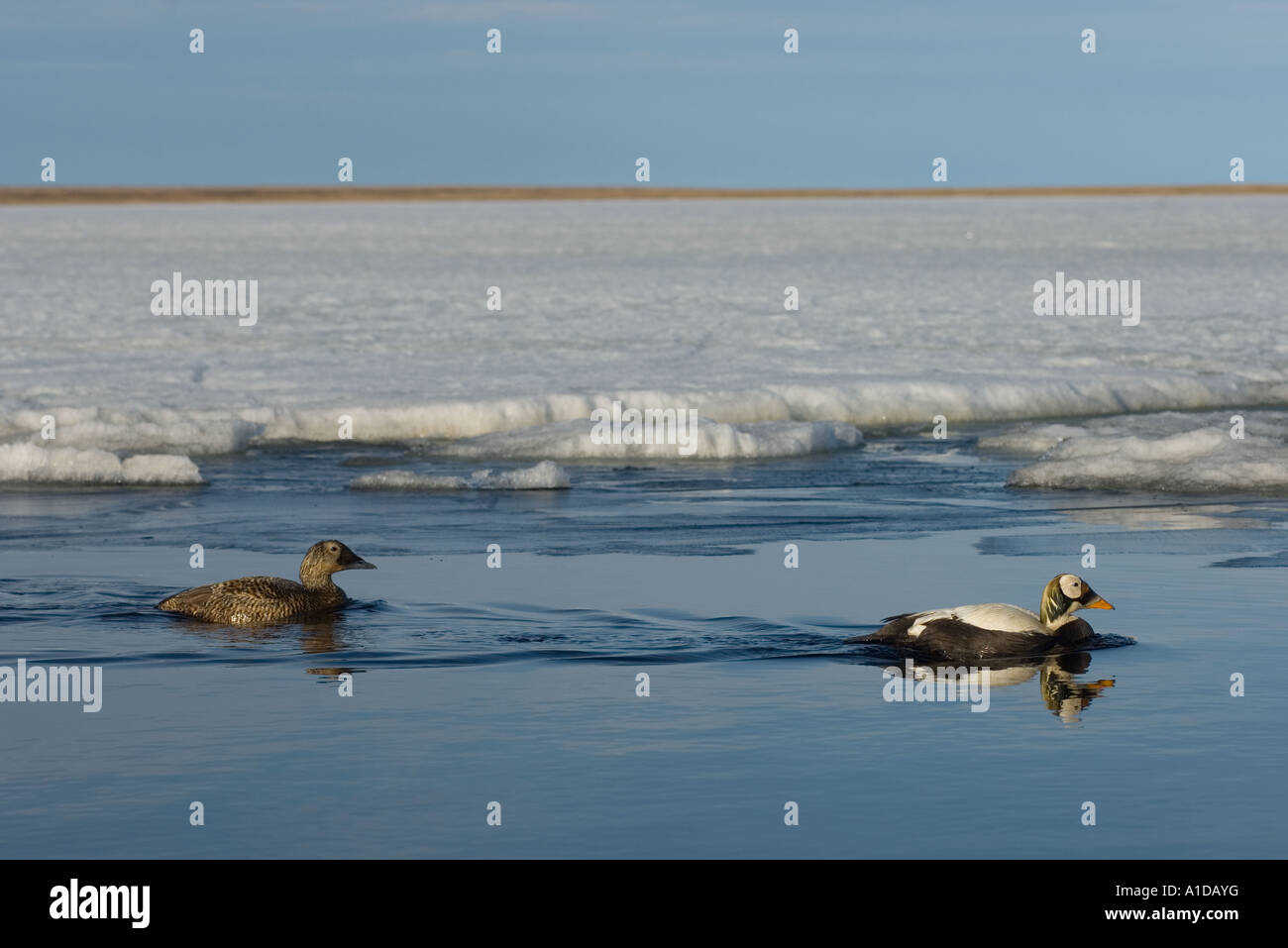 spectacled eider Somateria fischeri pair on a freshwater lake National ...