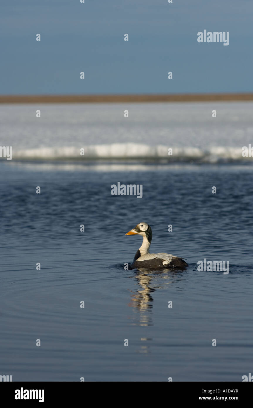 spectacled eider Somateria fischeri male on a freshwater lake National ...