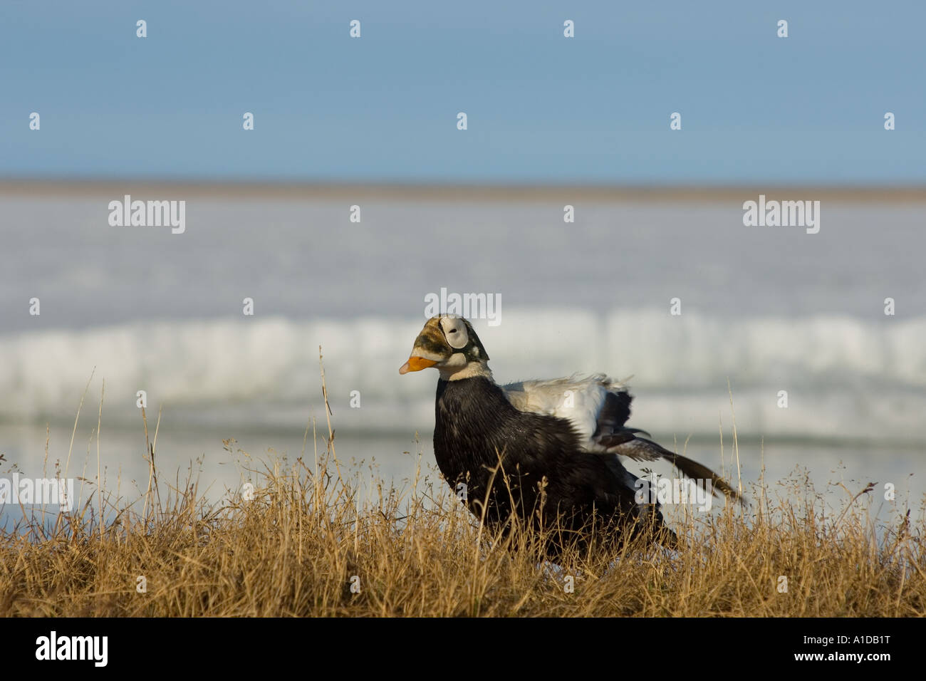 spectacled eider ducks Somateria fischeri on the tundra in the National ...