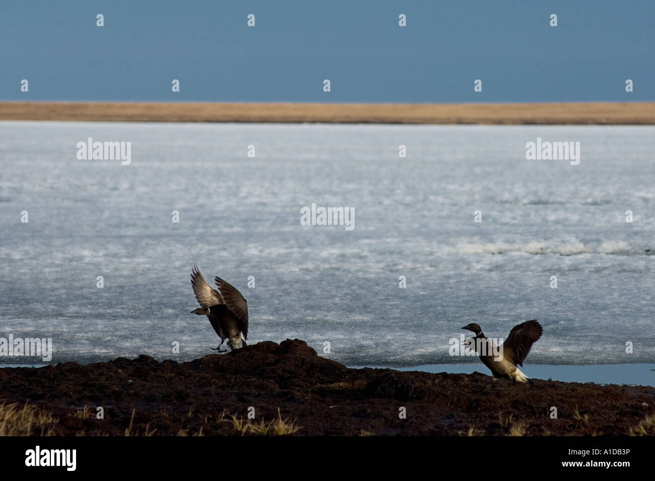 brant geese Branta bernicla along an icey freshwater lake in the ...