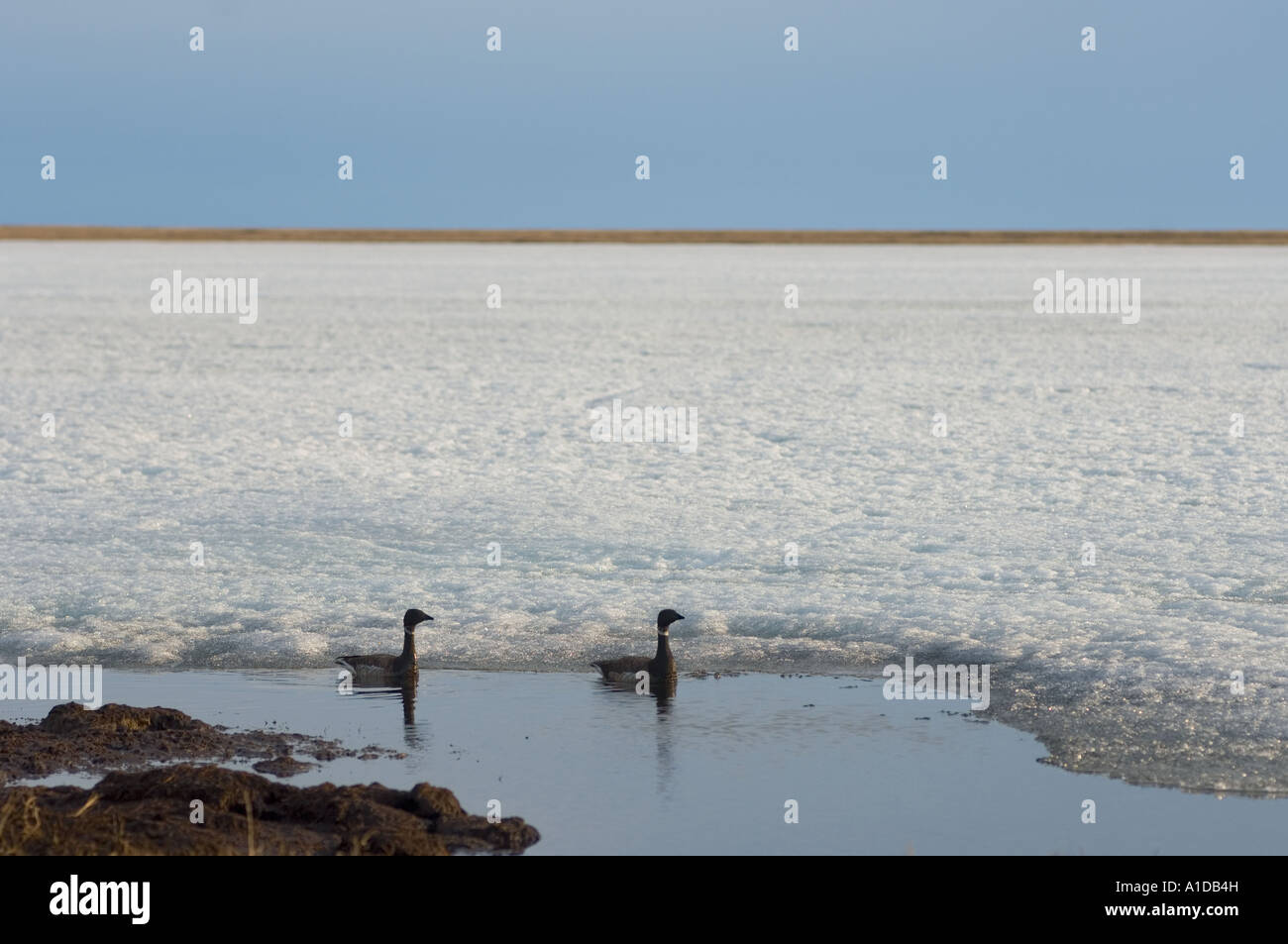 Brant goose bernicla breeding hi-res stock photography and images - Alamy