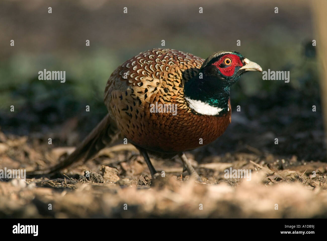 A Ringneck pheasant casts a wary look as it searches for food on the ...