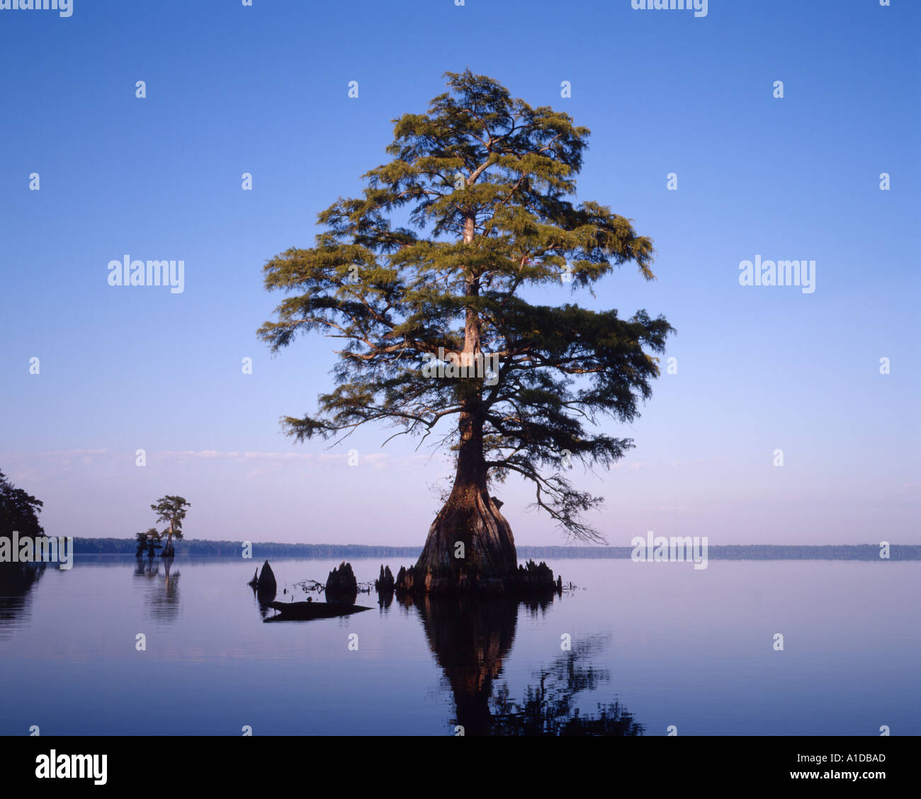 The great dismal swamp hi-res stock photography and images - Alamy