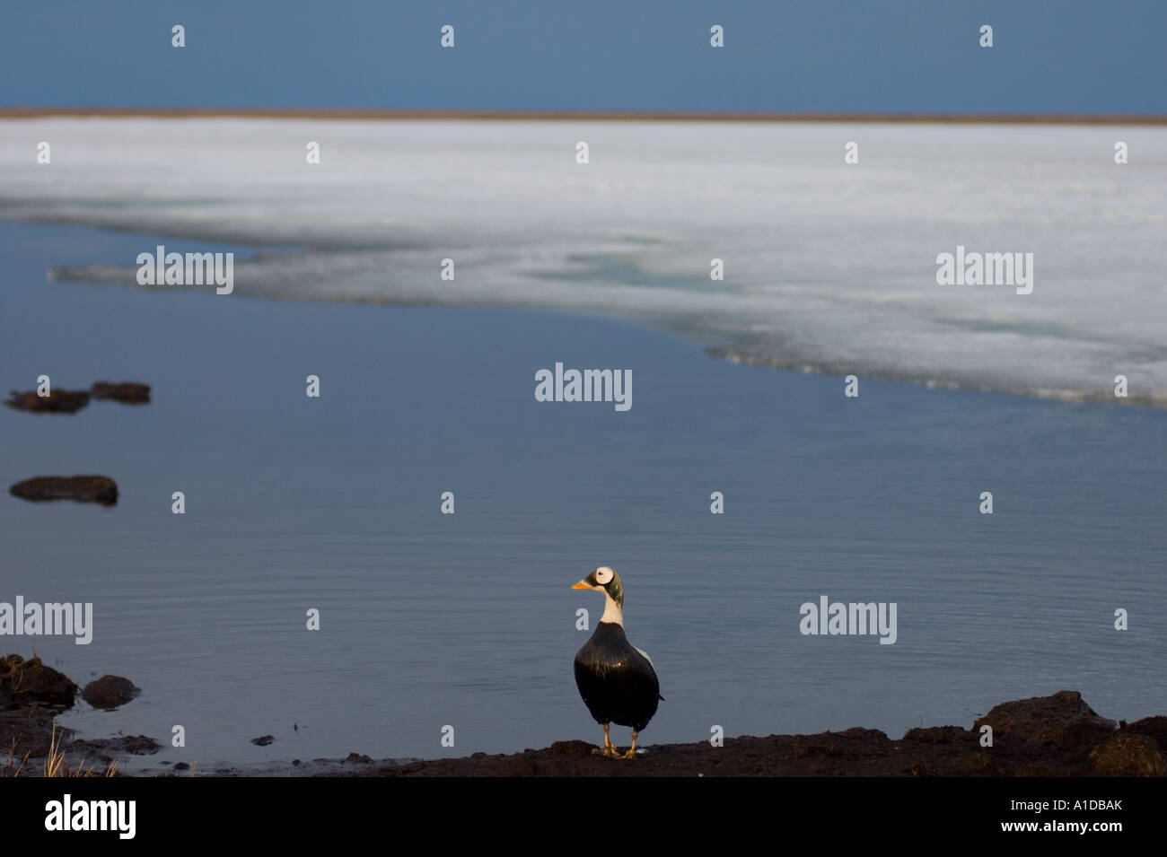 spectacled eider Somateria fischeri male on a freshwater lake National ...