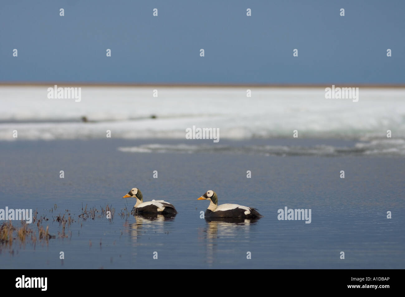 spectacled eider Somateria fischeri pair of males on a freshwater lake ...