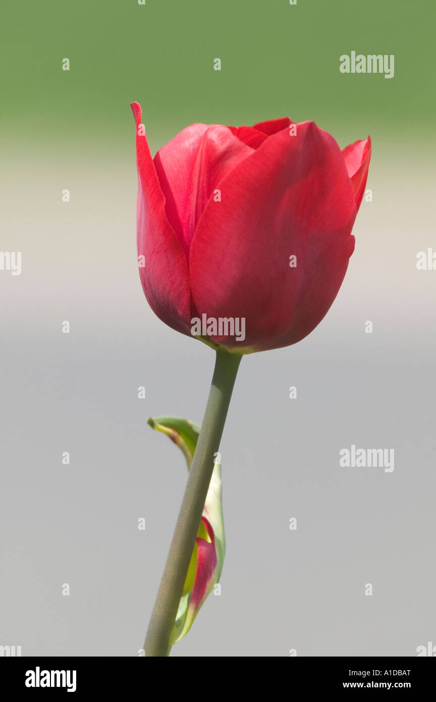 A single Red Tulip in bloom Stock Photo - Alamy