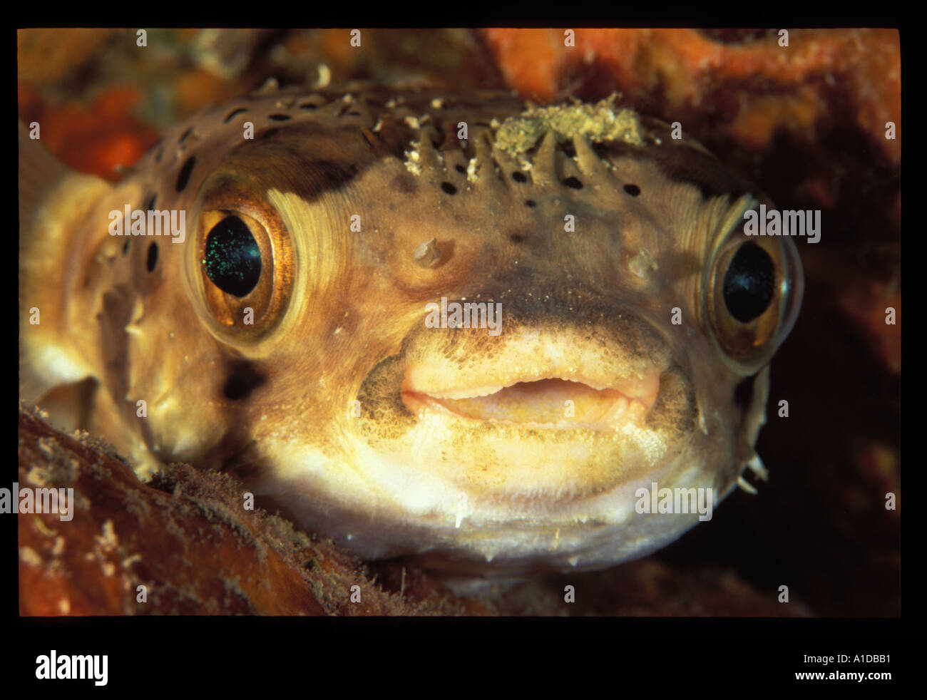 Pufferfish face hi-res stock photography and images - Alamy