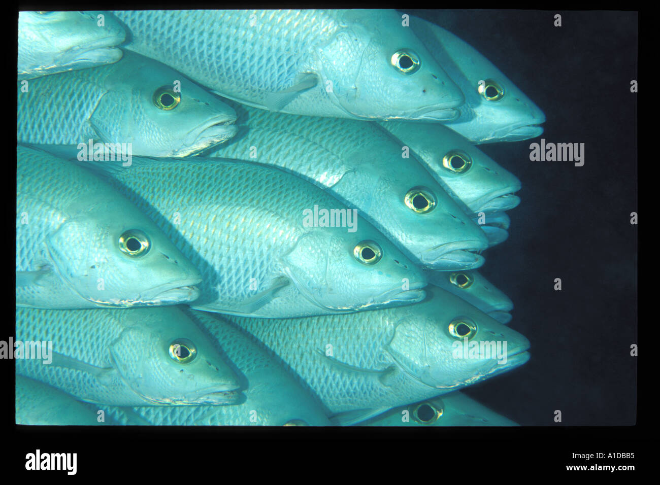 Grey snappers hi-res stock photography and images - Alamy